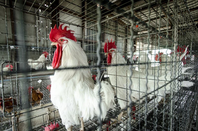 Chickens in the Local Farm,Thailand Stock Image - Image of chickens ...