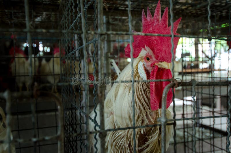 Chickens in the Local Farm,Thailand Stock Image - Image of feed ...