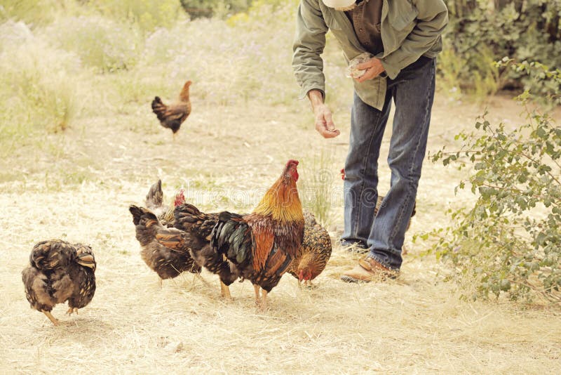Man Feeding Hens Farm Stock Photos - Free & Royalty-Free Stock Photos ...