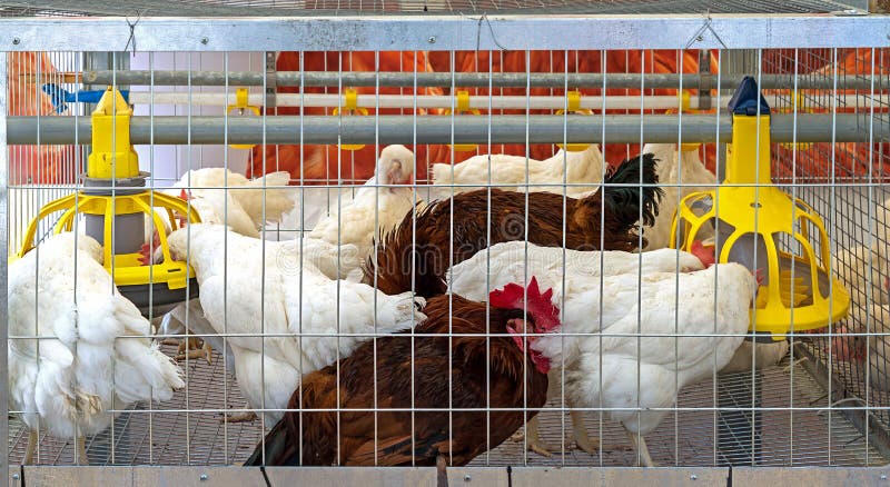 Chickens in Metal Cage in Farm Stock Image - Image of farming ...