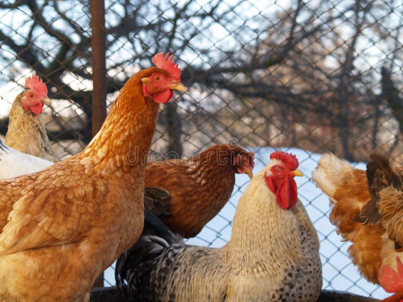 Chickens stock image. Image of breeding, eggs, poultry - 84642913