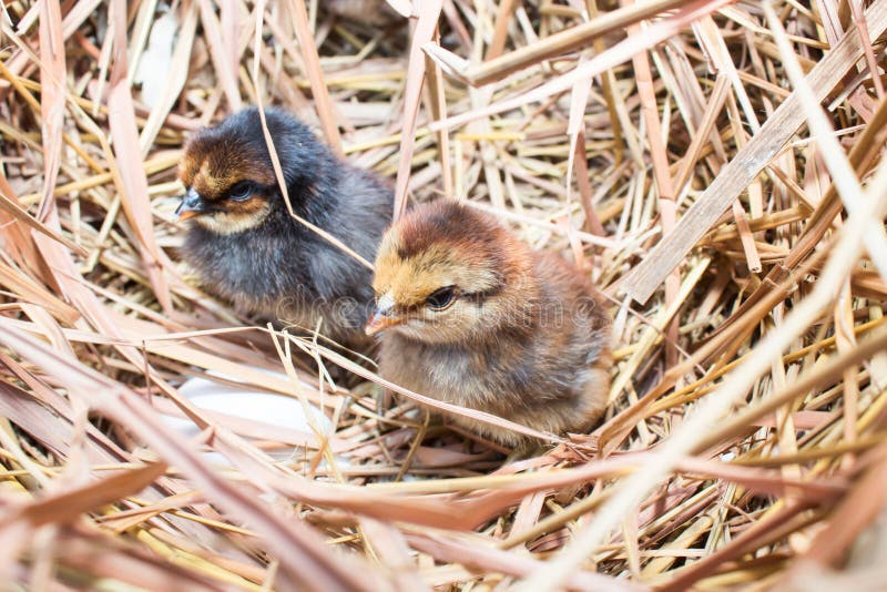 Chickens in a nest stock photo. Image of farm, animal - 36173354
