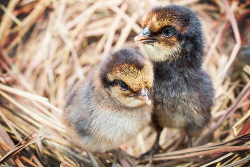 Chickens in a nest stock photo. Image of chick, life - 36185336
