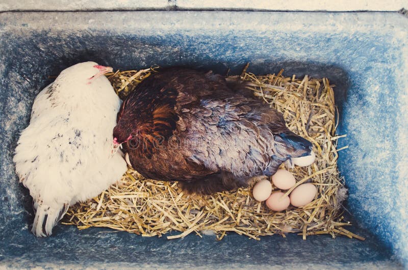 Nesting Hens stock image. Image of farm, organic, avian - 46014527