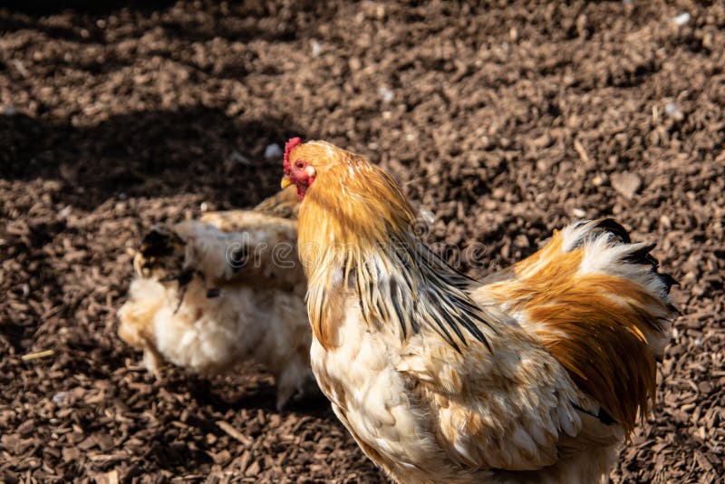 Chickens peck stock photo. Image of farmyard, rooster - 230662836