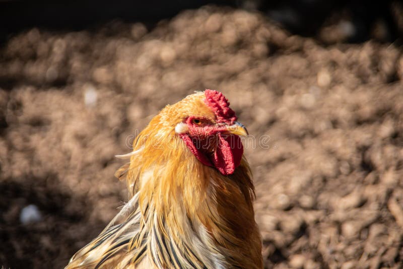 Chickens peck stock image. Image of feather, agricultural - 230662843