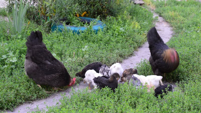 Chickens Pecking for Food in the Grass on a Free Range Farm. Stock ...