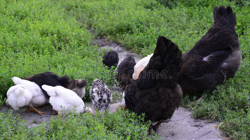 Chickens Pecking for Food in the Grass on a Free Range Farm. Stock ...