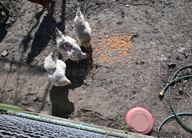 Chickens Pecking at Scattered Corn on a Farm in Bright Sunlight during ...