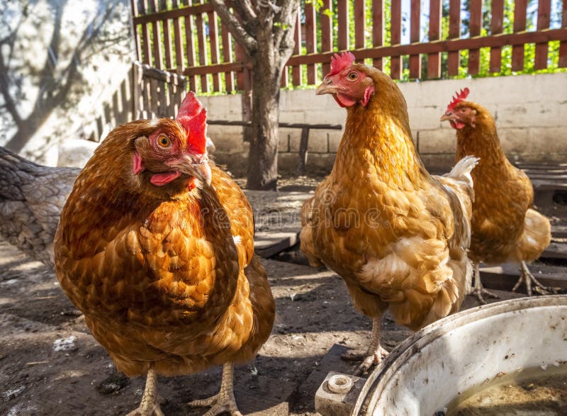 Chickens in the pen stock image. Image of husbandry - 189390787