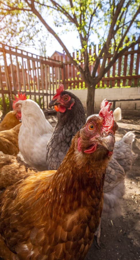 Chickens in the pen stock image. Image of countryside - 189390821