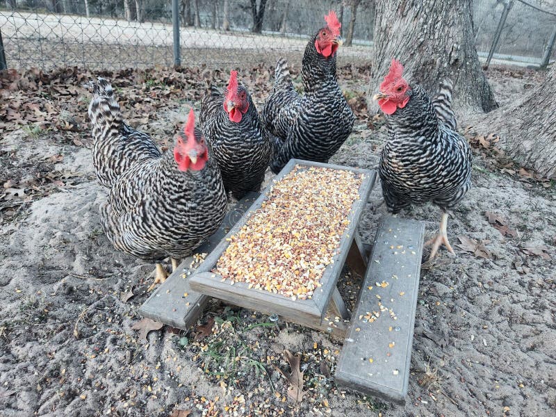 Chickens at picnic table stock image. Image of table - 345398439