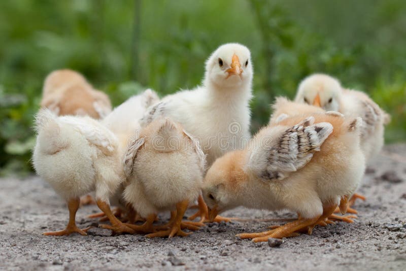 Chickens stock image. Image of business, days, incubator - 77321391