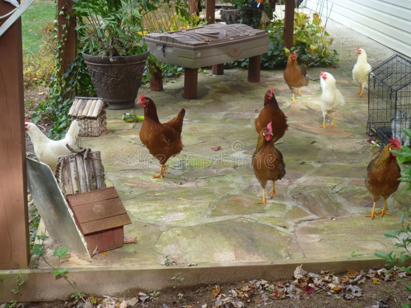 Chickens on the porch stock image. Image of patio, cage - 85718813