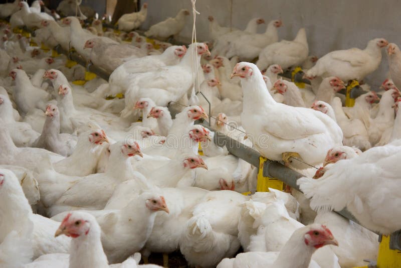 Chickens . Poultry farm stock photo. Image of group, beak - 40158434