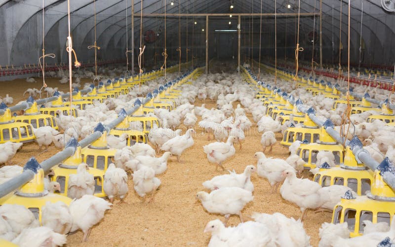 Chickens . Poultry farm stock photo. Image of grow, avian - 40162770