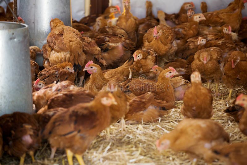 227 Chickens Crowded Stock Photos - Free & Royalty-Free Stock Photos ...