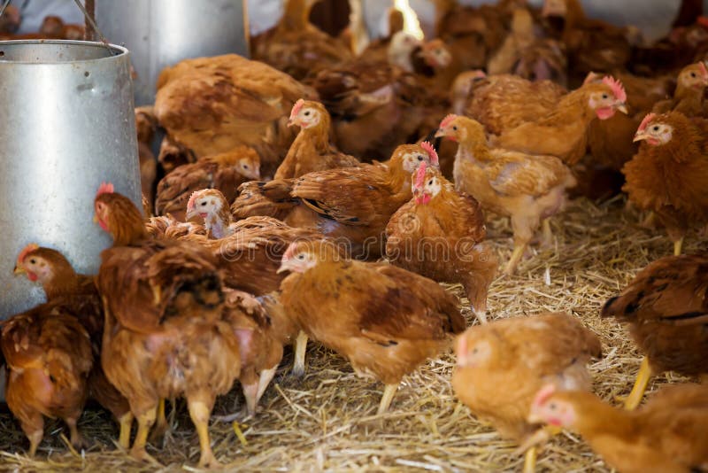 Chickens on poultry farm stock image. Image of henhouse - 76697727