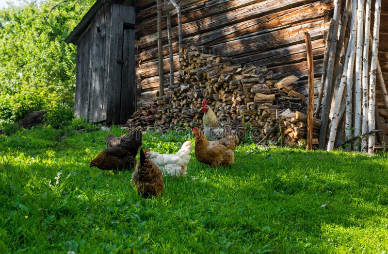 Chickens on a poultry yard stock photo. Image of farming - 72650722