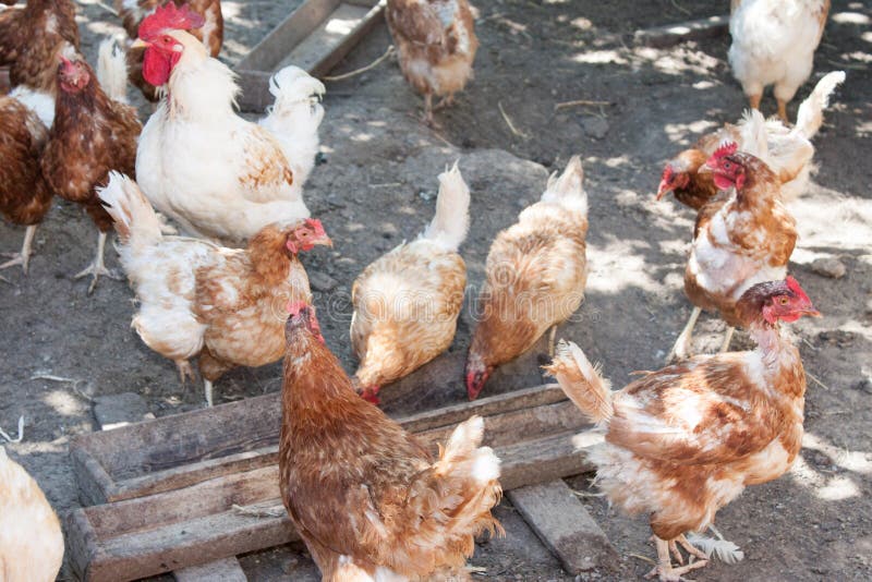 Chickens . Poultry farm stock photo. Image of group, beak - 40158434