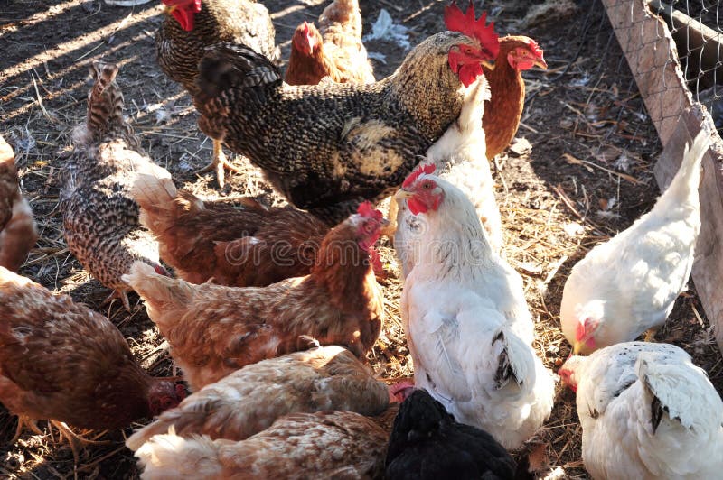 Chickens in the Poultry Yard, Farm Stock Photo - Image of yard, poultry ...