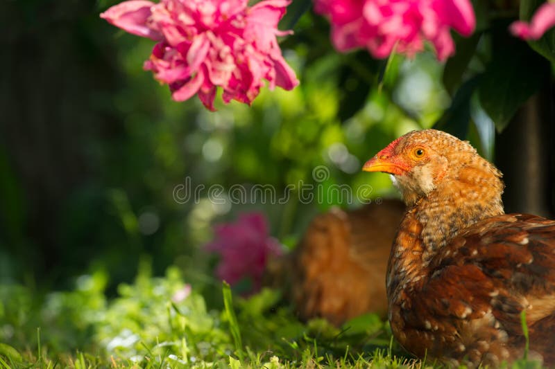 Chickens Resting Under Peony Bush Stock Photo - Image of farming ...