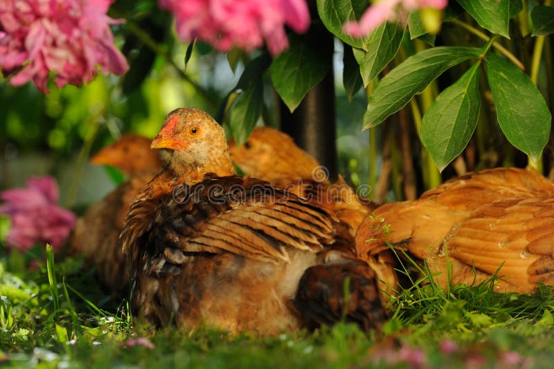 Chickens Resting Under Peony Bush Stock Photo - Image of farming ...