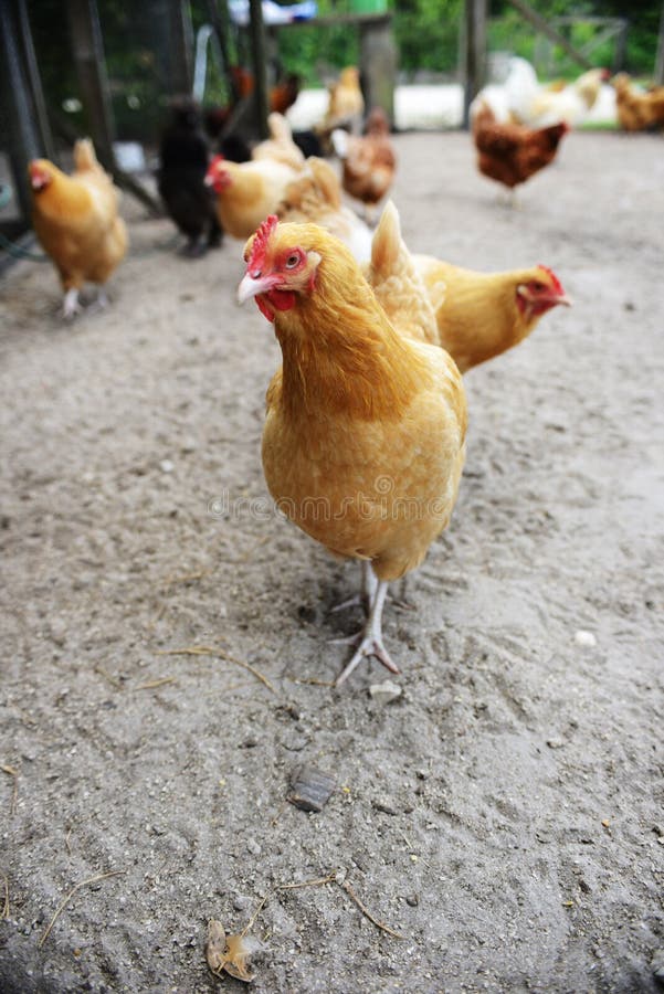 Chickens roaming on a farm stock image. Image of country - 68508635