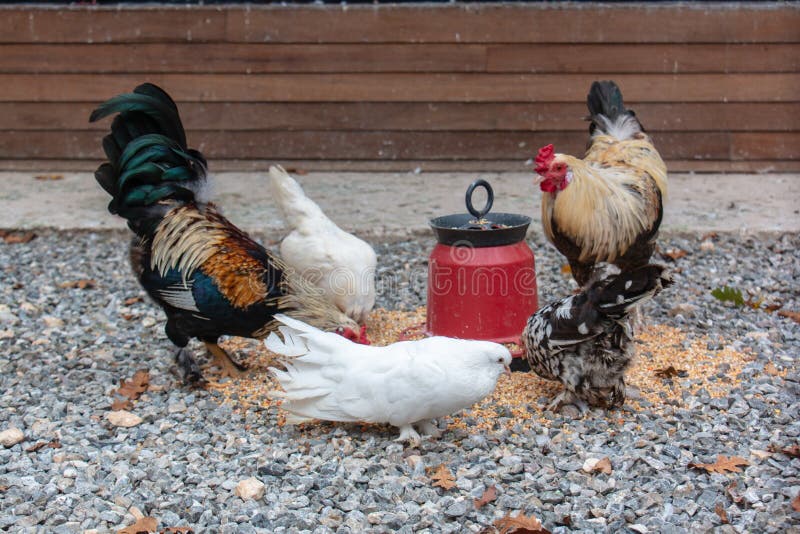 Chickens and rooster stock photo. Image of celebrate - 196908752