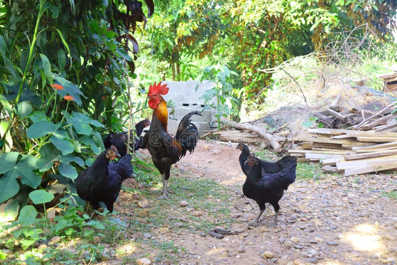 Chickens and Rooster stock photo. Image of quail, alive - 285678722