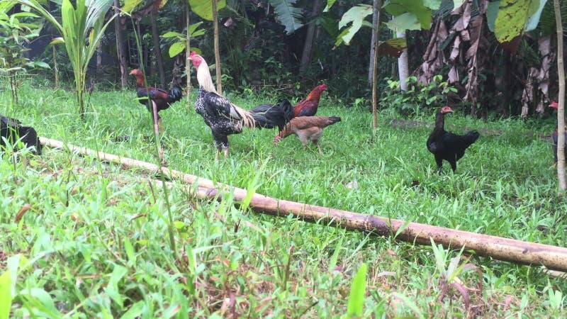 Chickens Looking for Food in the Yard Stock Video - Video of broiler ...