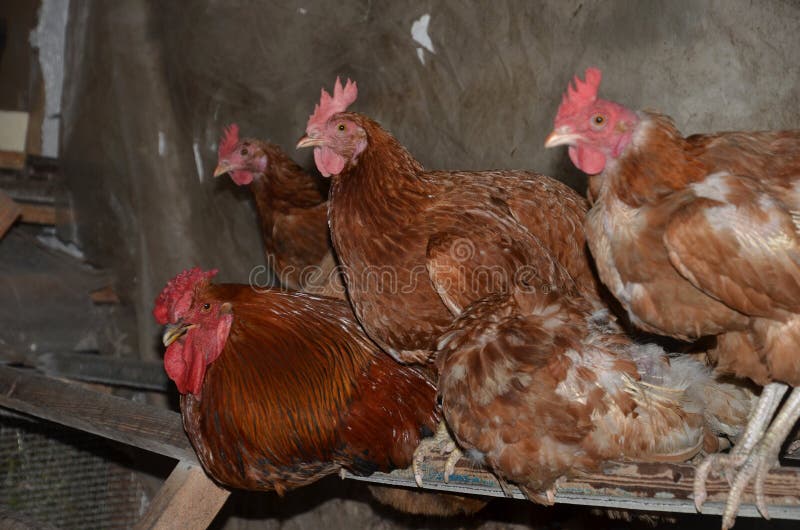Poultry-chicken, Sitting in the Barn. Stock Photo - Image of brown ...