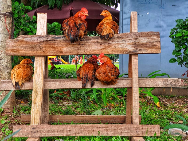 Roosting Chickens stock image. Image of roosting, farm - 121726301