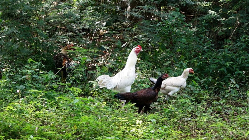 Chickens in the rough stock photo. Image of four, rough - 88498778