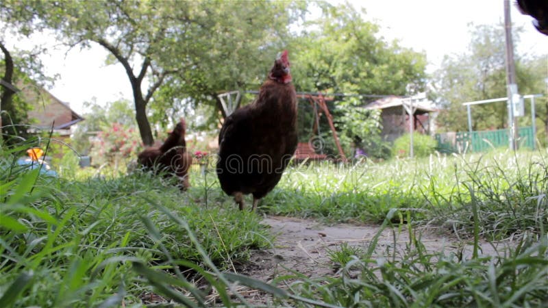 Chickens running stock footage. Video of industry, feather - 56727352