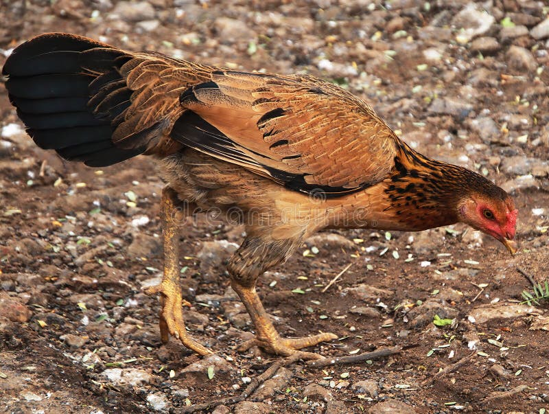 Chickens Running and Looking Down Stock Image - Image of nature, wing ...