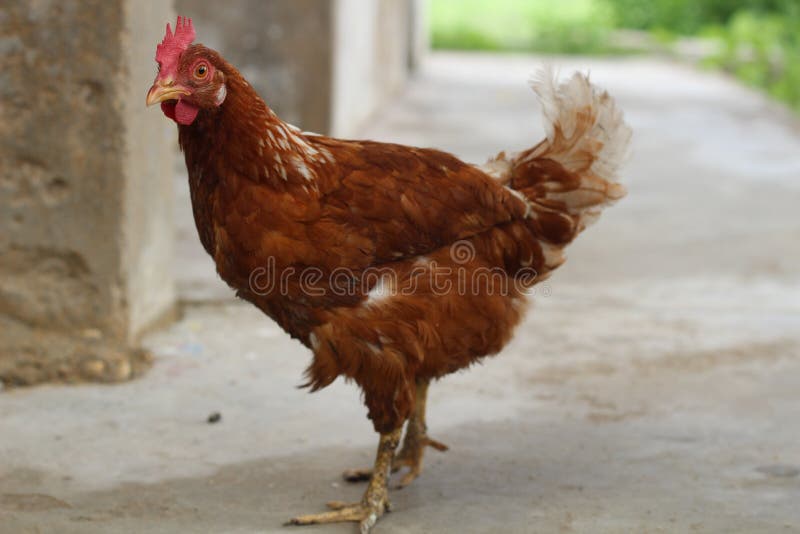 Chickens Single Front View Background Stock Photo - Image of fowl ...