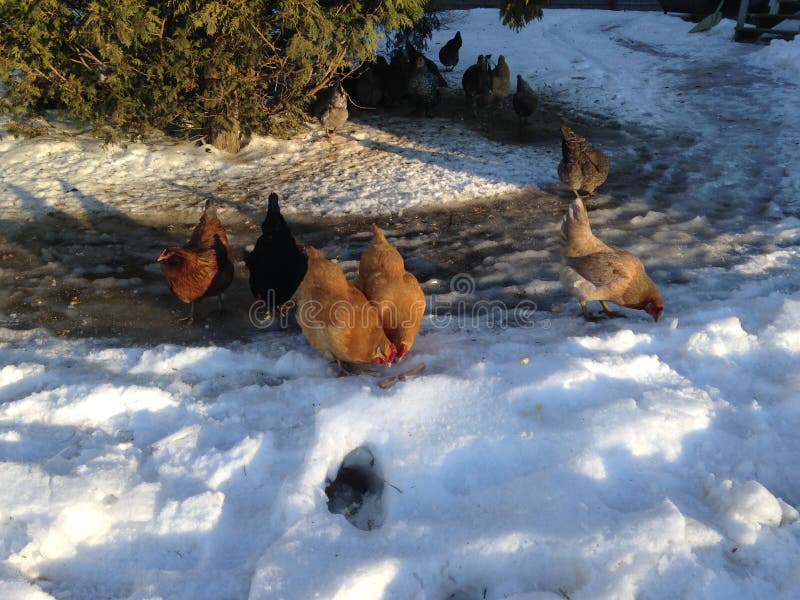 Chickens in the snow stock photo. Image of birds, snow - 113608744