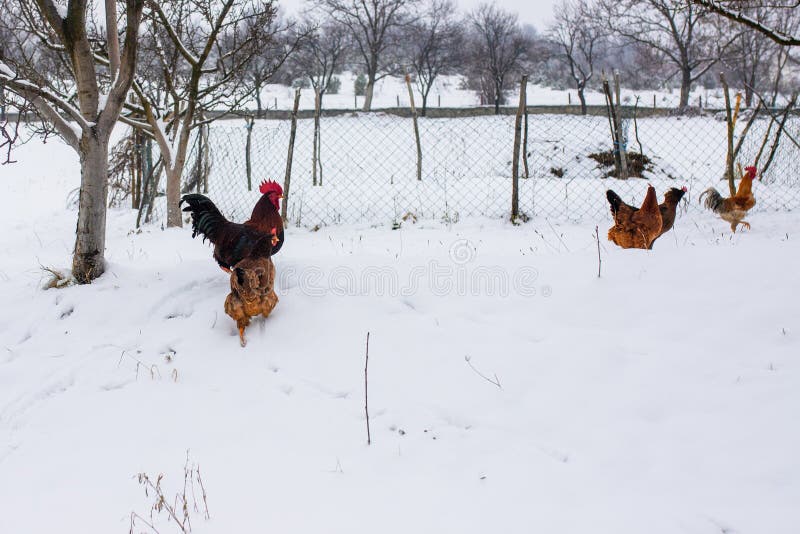 Snowy farm in Ohio stock image. Image of snow, cover - 82741401