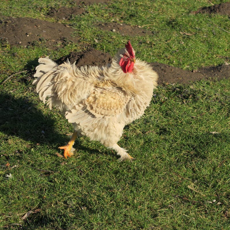 Unusual Chickens with Curly Plumage. Portrait of a Hen Stock Photo ...