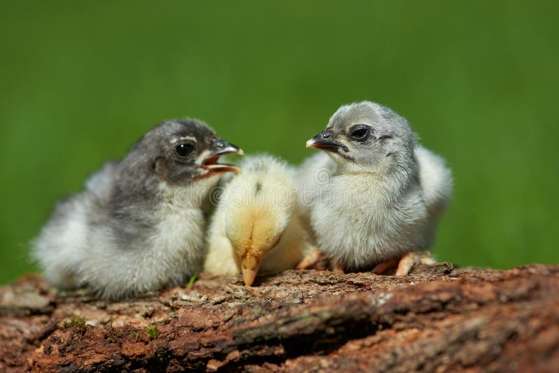 Chickens in Spring Outdoors Stock Photo - Image of beauty, sunlight ...