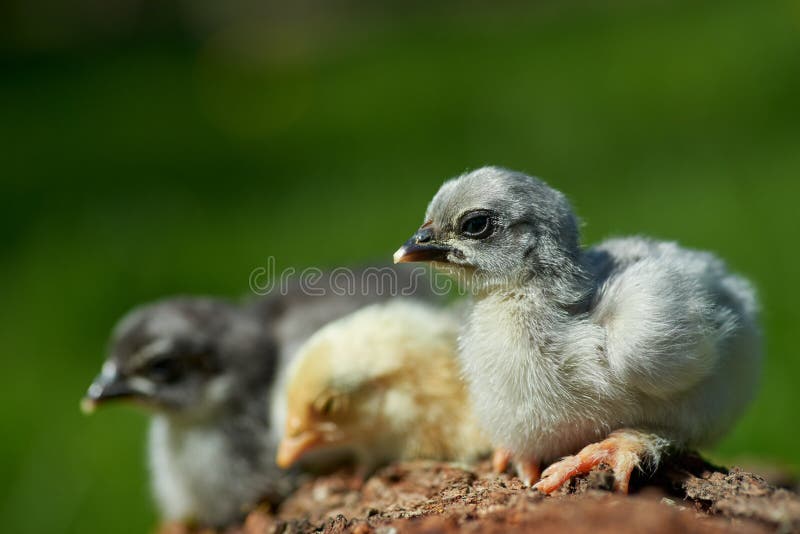 Chickens in Spring Outdoors Stock Photo - Image of summer, sunlight ...