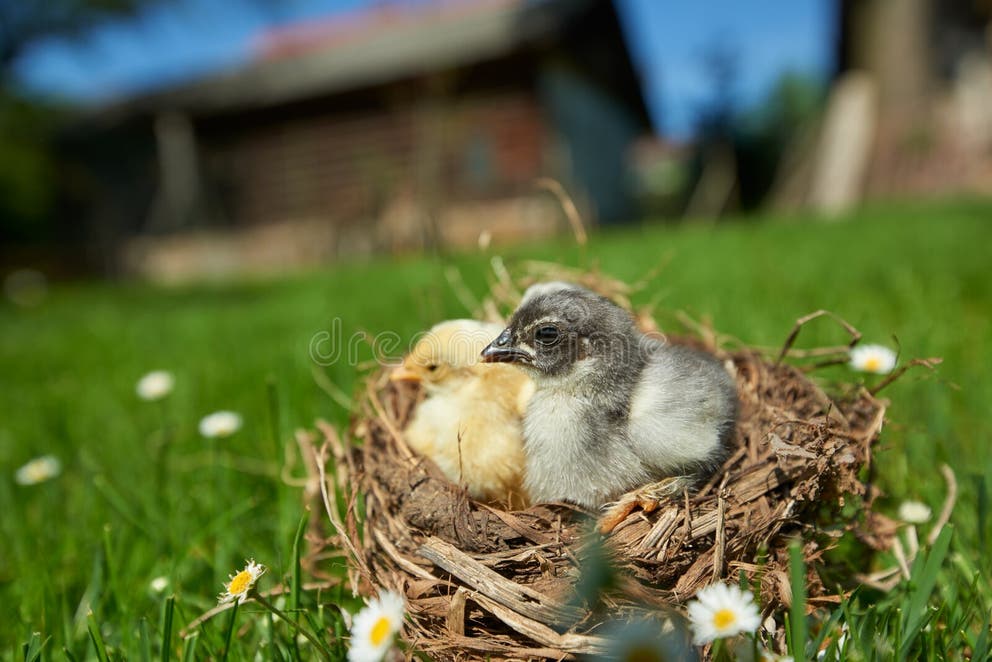 Chickens in Spring Outdoors Stock Image - Image of field, outdoors ...