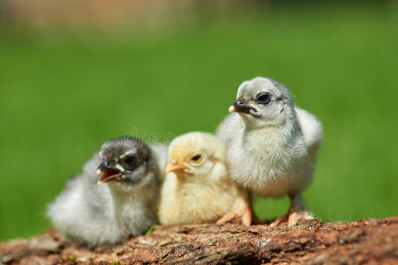 Chickens in Spring Outdoors Stock Photo - Image of animals, farm: 118727262