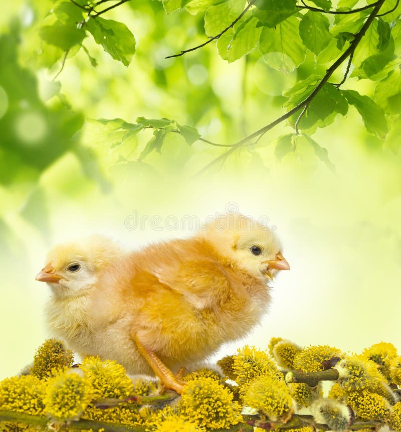 Spring chickens stock photo. Image of holiday, wings - 34580394