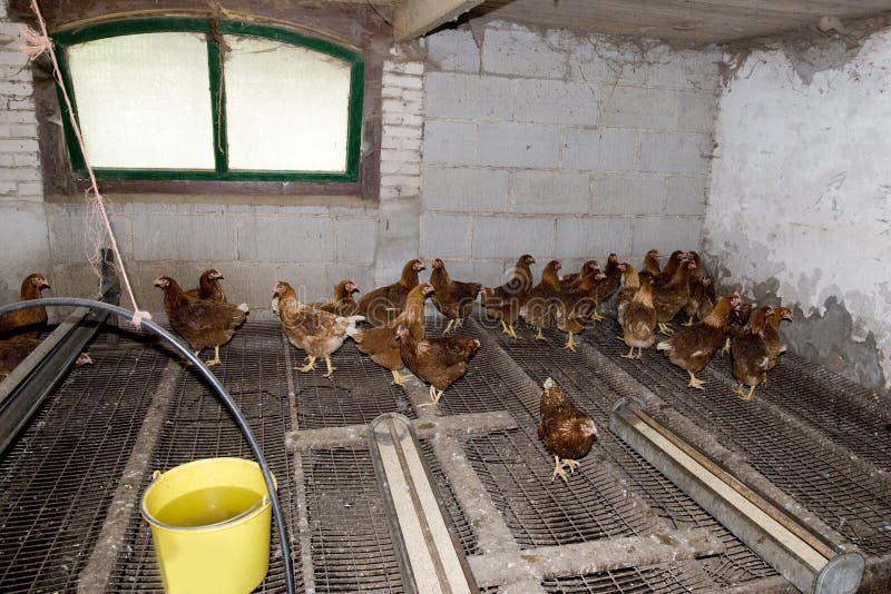 Broiler stock photo. Image of chicken, farm, coop, cockscomb - 9726412