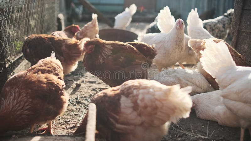 Chickens Standing in a Barn. a Group of Chickens are Gathered Together ...