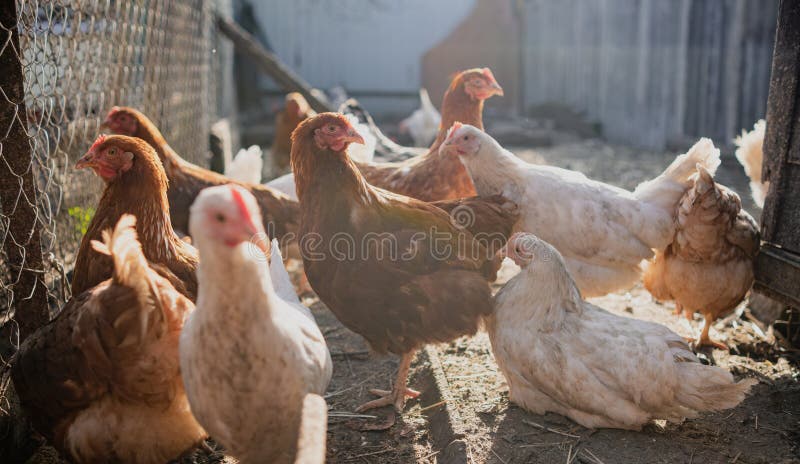 Chickens Standing in a Barn. a Group of Chickens are Gathered Together ...