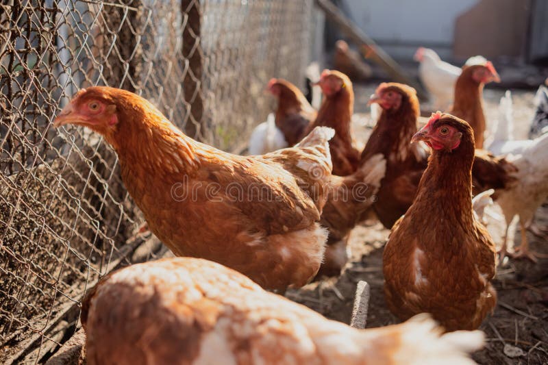 Chickens Standing in a Barn. a Group of Chickens are Gathered Together ...