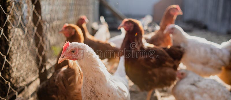 Chickens Standing in a Barn. a Group of Chickens are Gathered Together ...